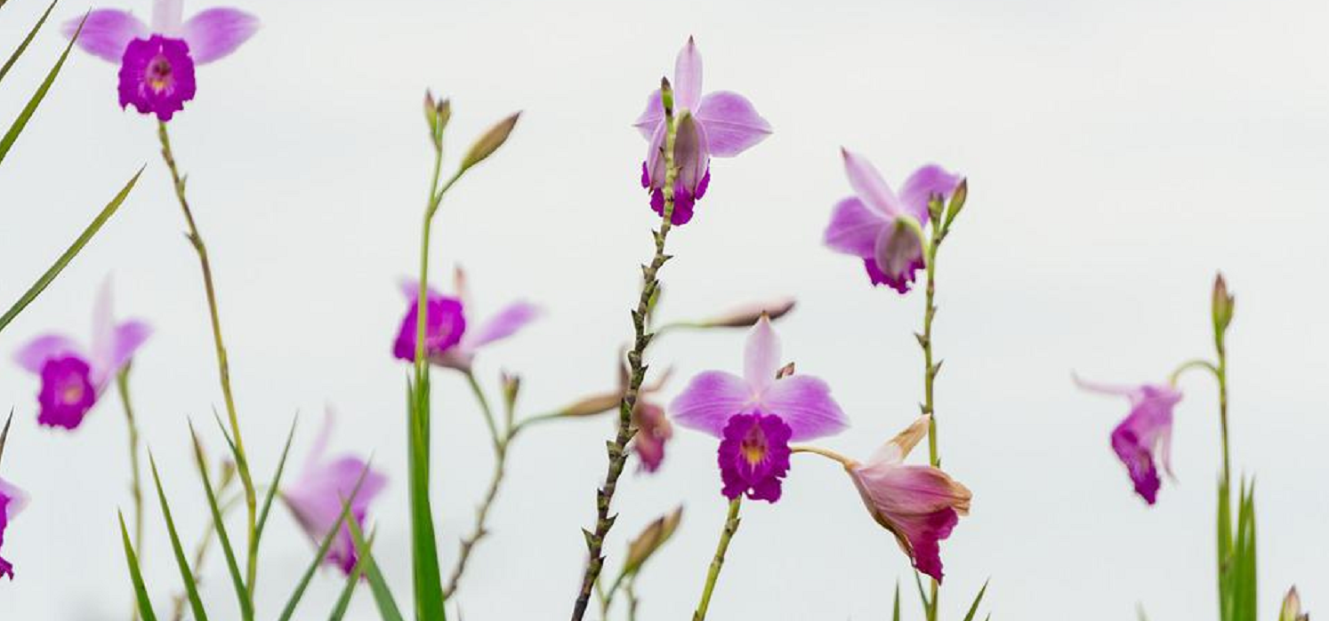 Kalbert – Representaciones Kalbert